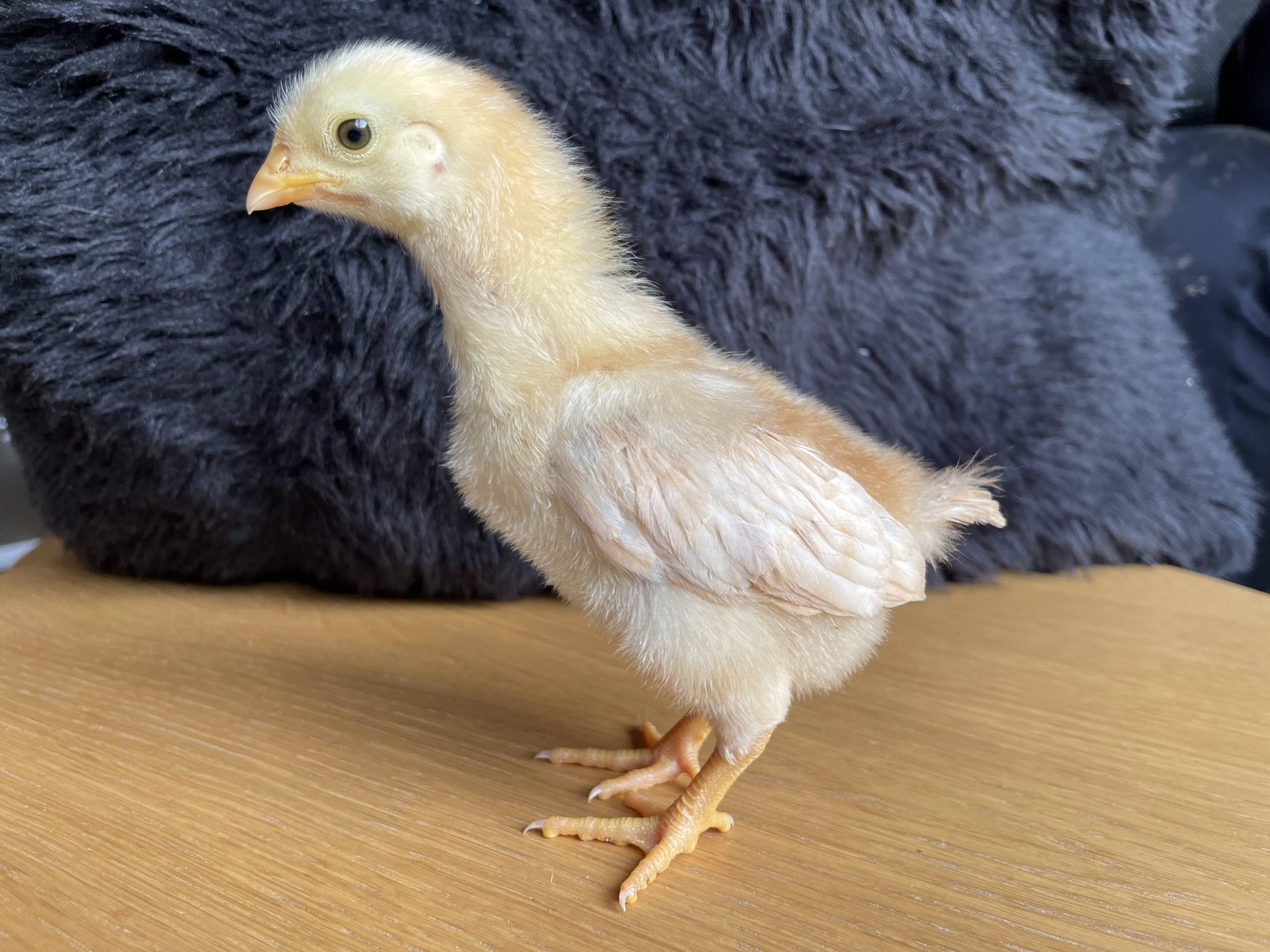 Kuikens verzorgen - Stappenplan - Kippenleven