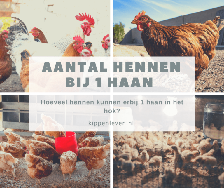 hoeveel kippen bij één haan? - Kippenleven